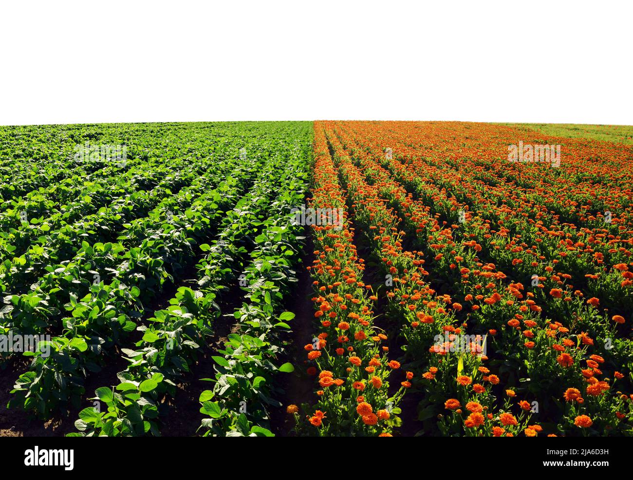 Soybean Field Background