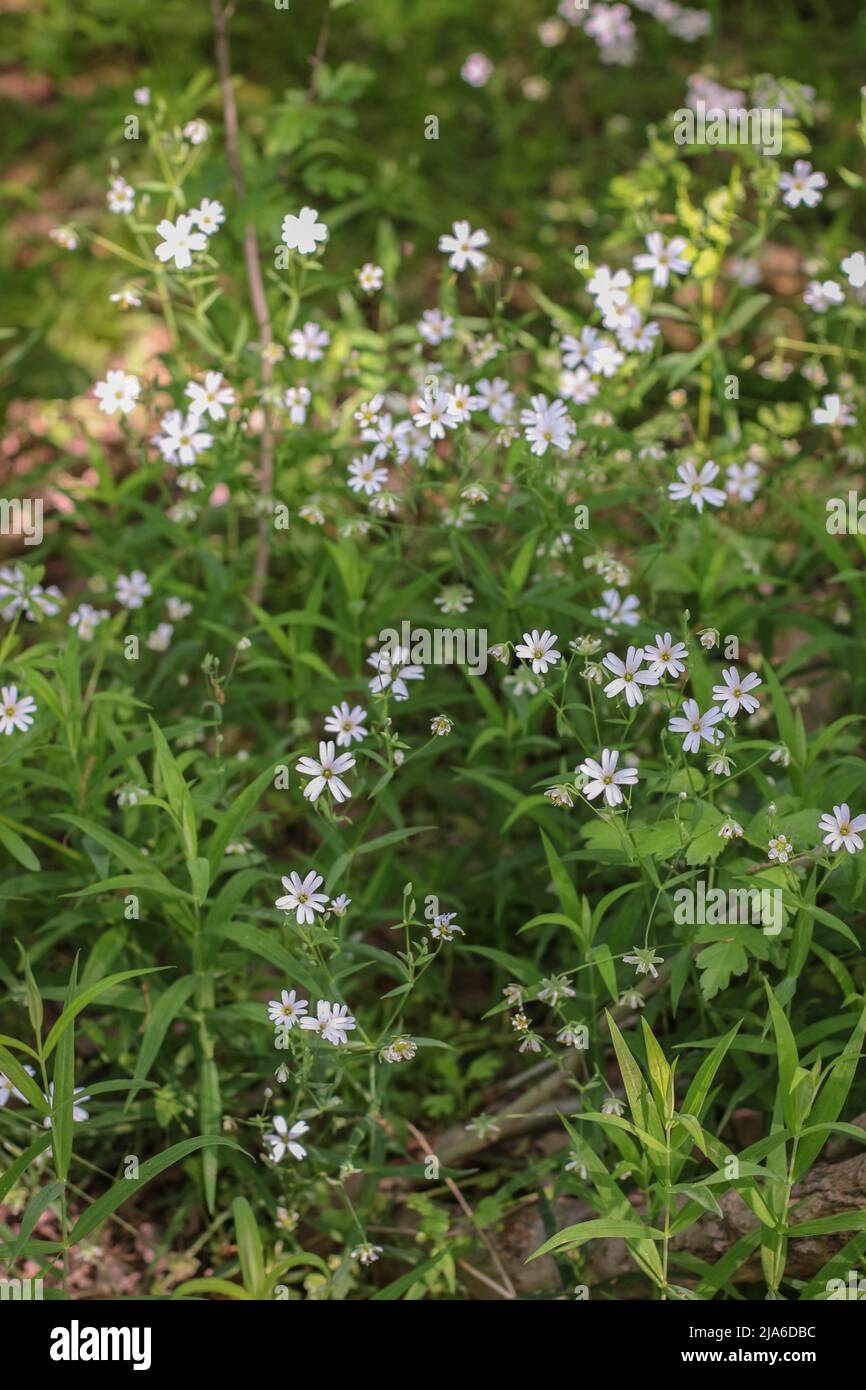 White flowers of the greater stitchwort (latin name: Stellaria holostea ...