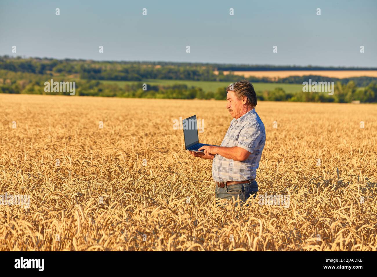farmer standing in a wheat field, looking at the crop Stock Photo - Alamy