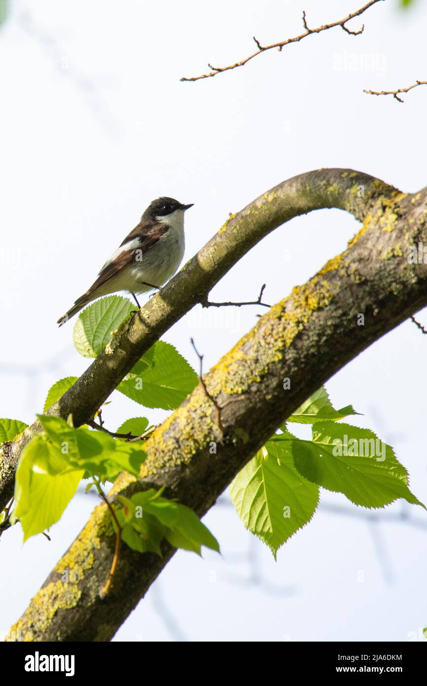 Black nurse hi-res stock photography and images - Alamy