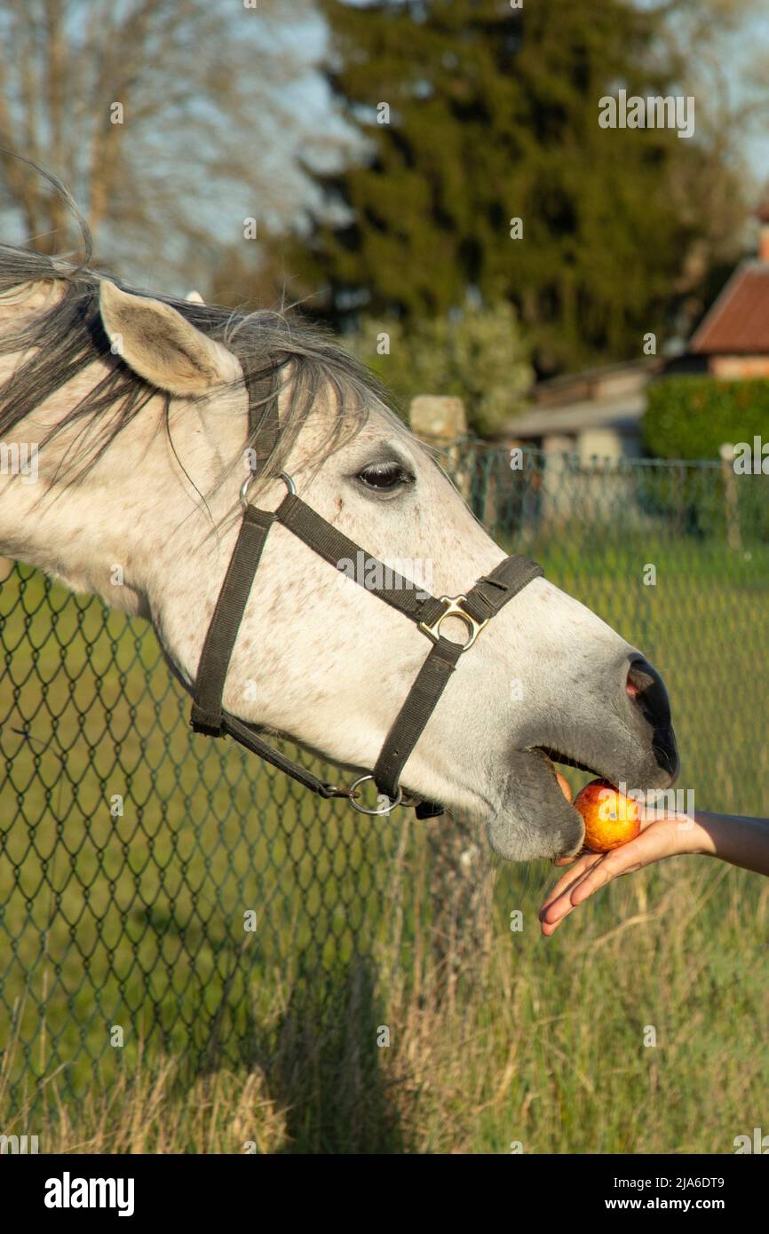 White horse reaches for a hand with an apple Stock Photo - Alamy