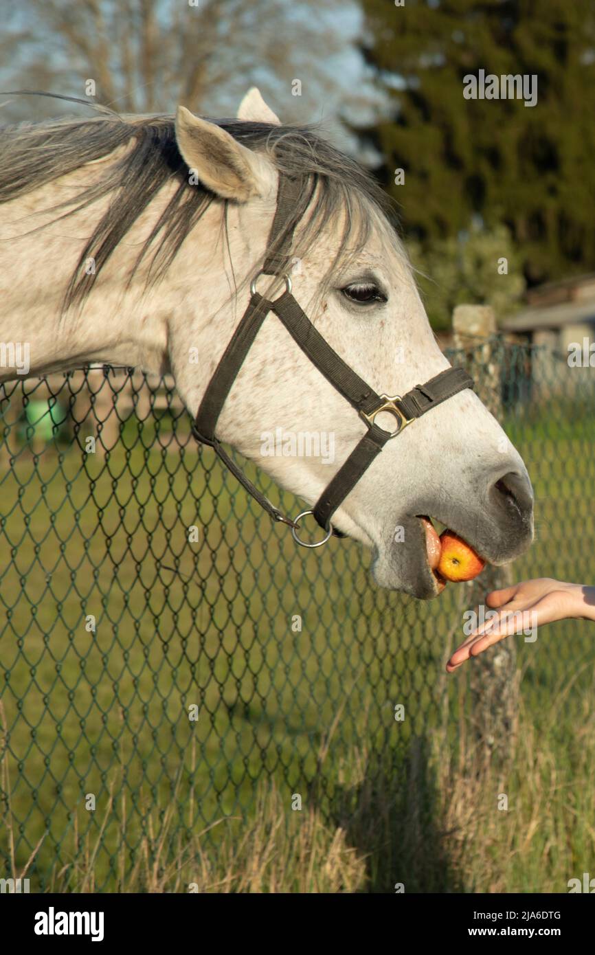 Horse Eating Apple Through Fence