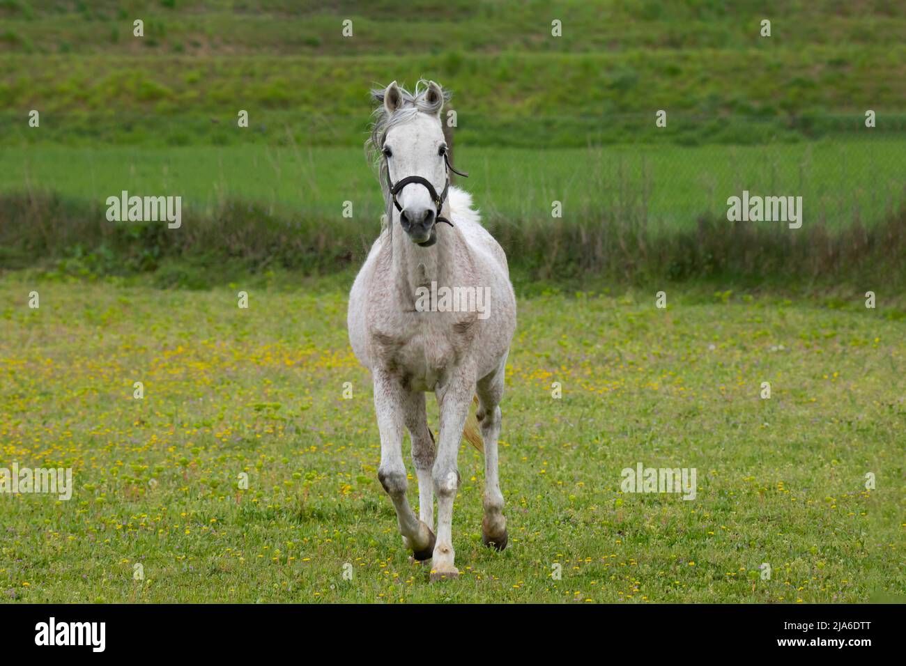 White horse running hi-res stock photography and images - Alamy