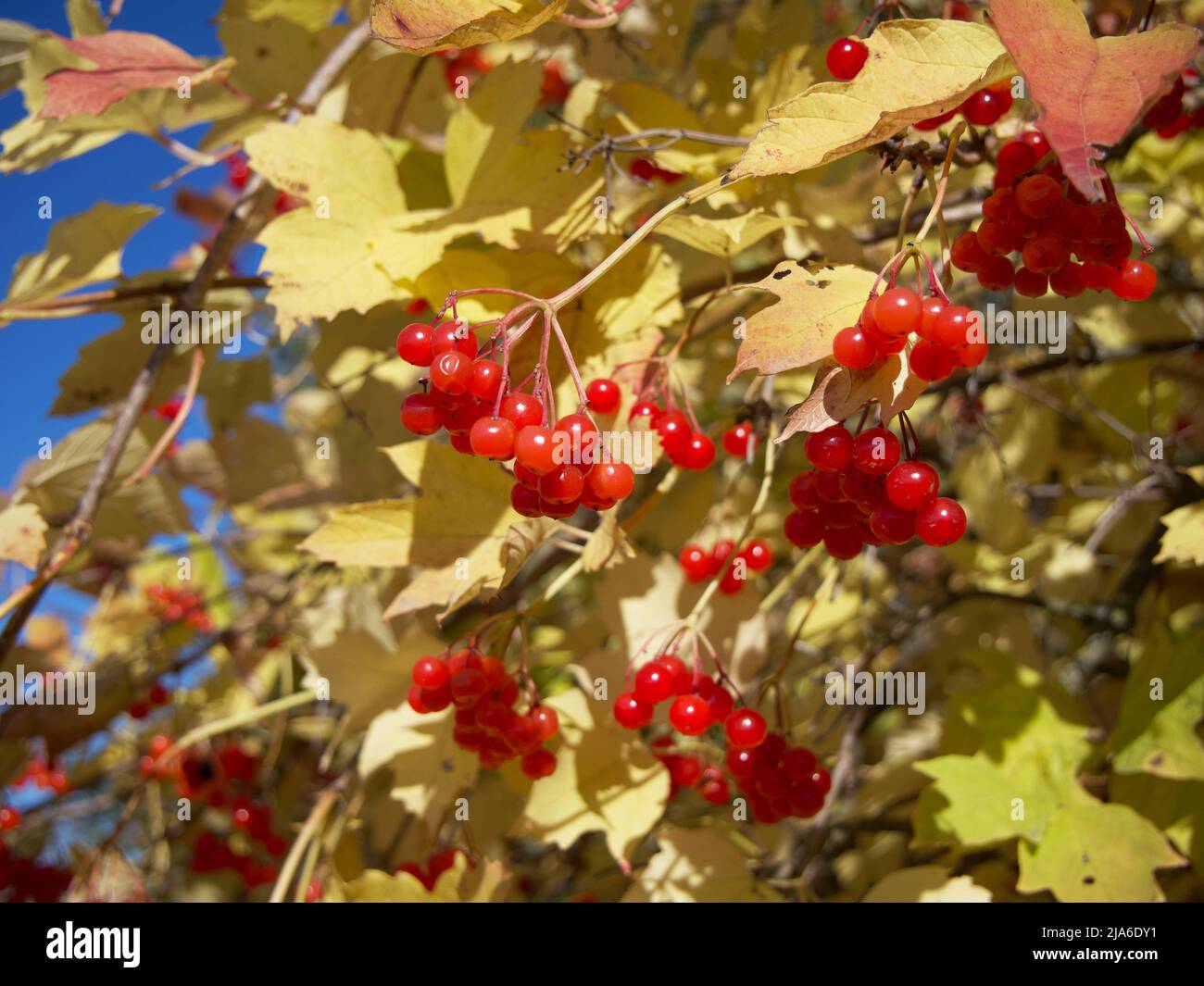 Ripe berries on the branches of a viburnum bush in autumn. Clusters of ...