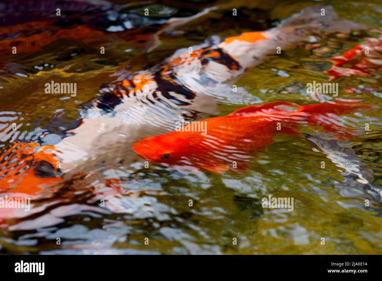 Koi tail hi-res stock photography and images - Alamy