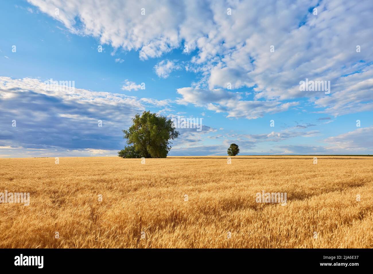 Gold wheat flied panorama tree hi-res stock photography and images - Alamy