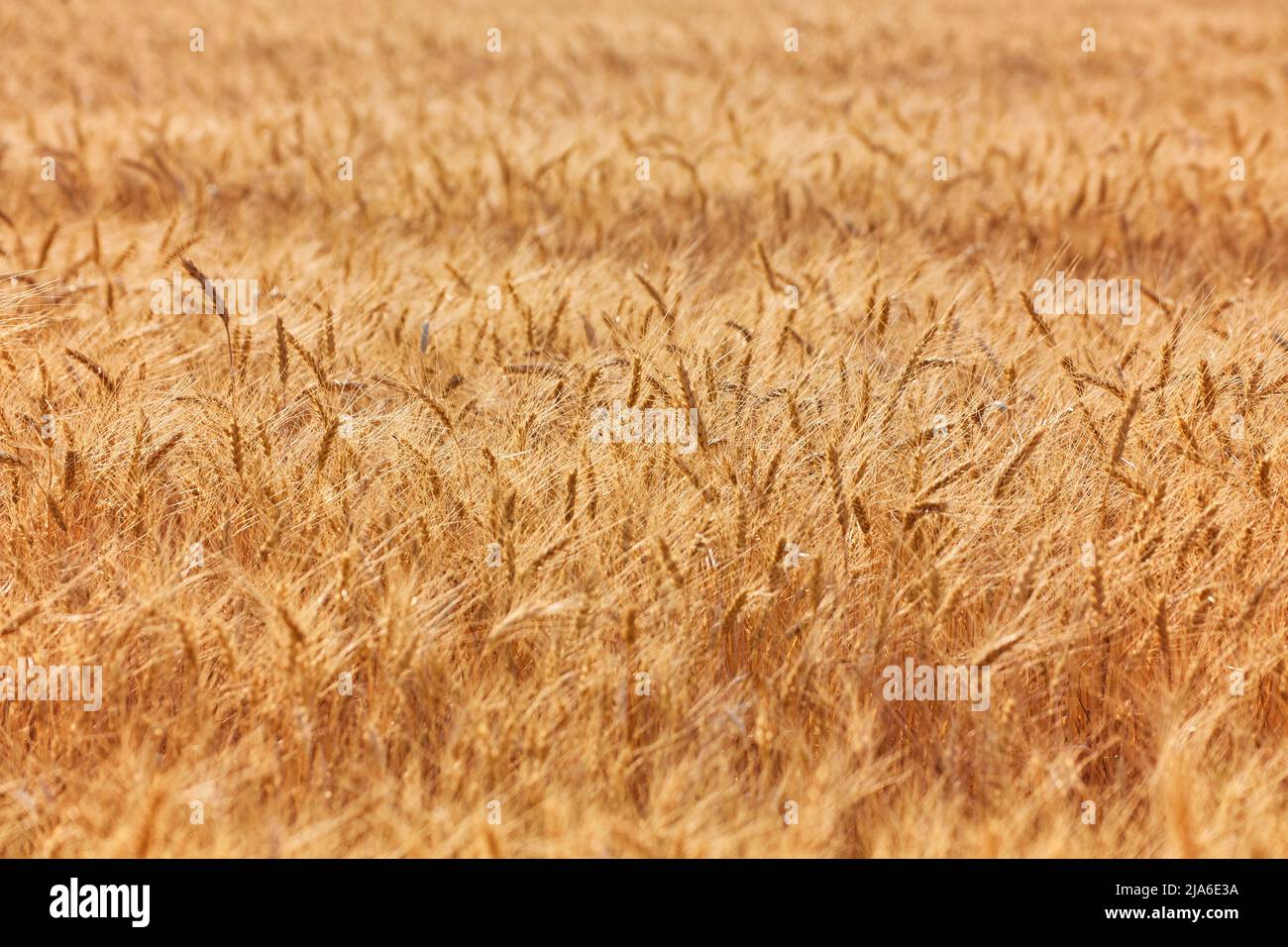 Yellow grain ready for harvest growing in a farm field Stock Photo - Alamy