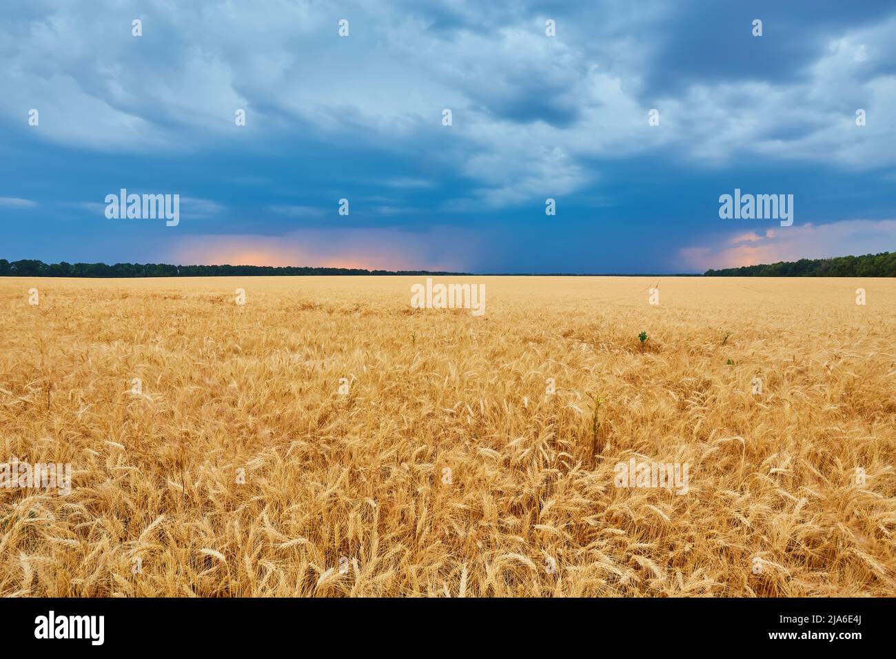 Yellow grain ready for harvest growing in a farm field Stock Photo - Alamy