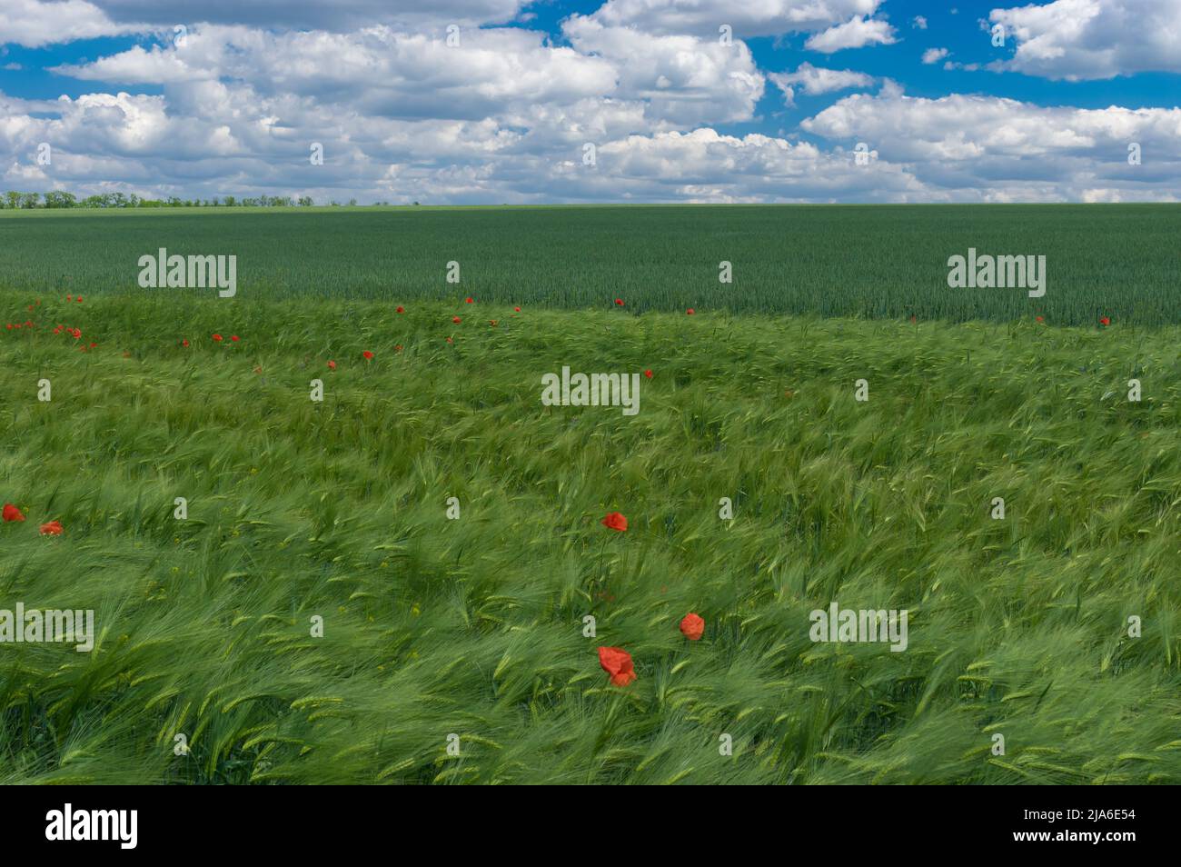 Ukrainian rural landscape wheat field hi-res stock photography and ...
