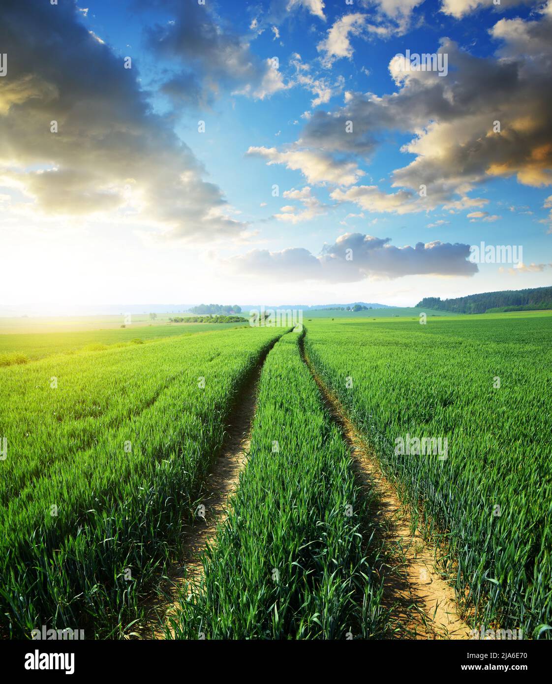 Field of spring wheat sunrise hi-res stock photography and images - Alamy