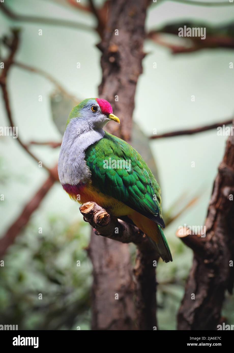 Fruit dove hi-res stock photography and images - Alamy