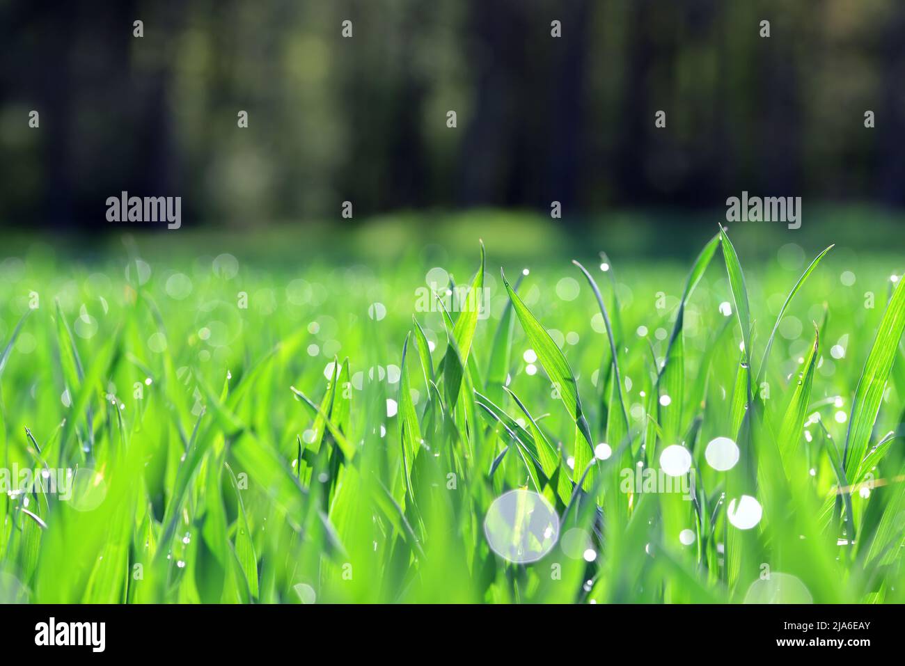 Green wheat grass field. Spring nature background Stock Photo - Alamy