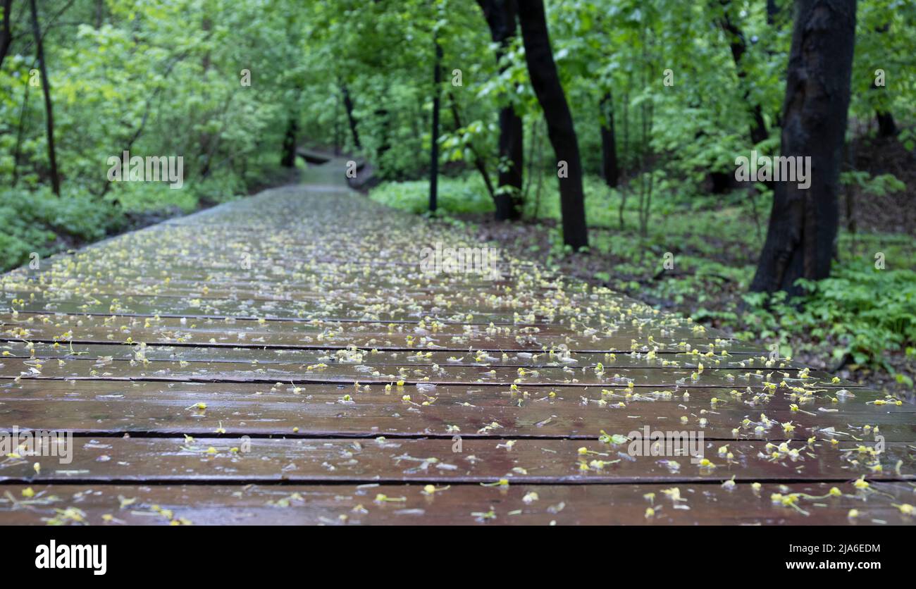 Rain rainforest bridge wood hi-res stock photography and images - Alamy