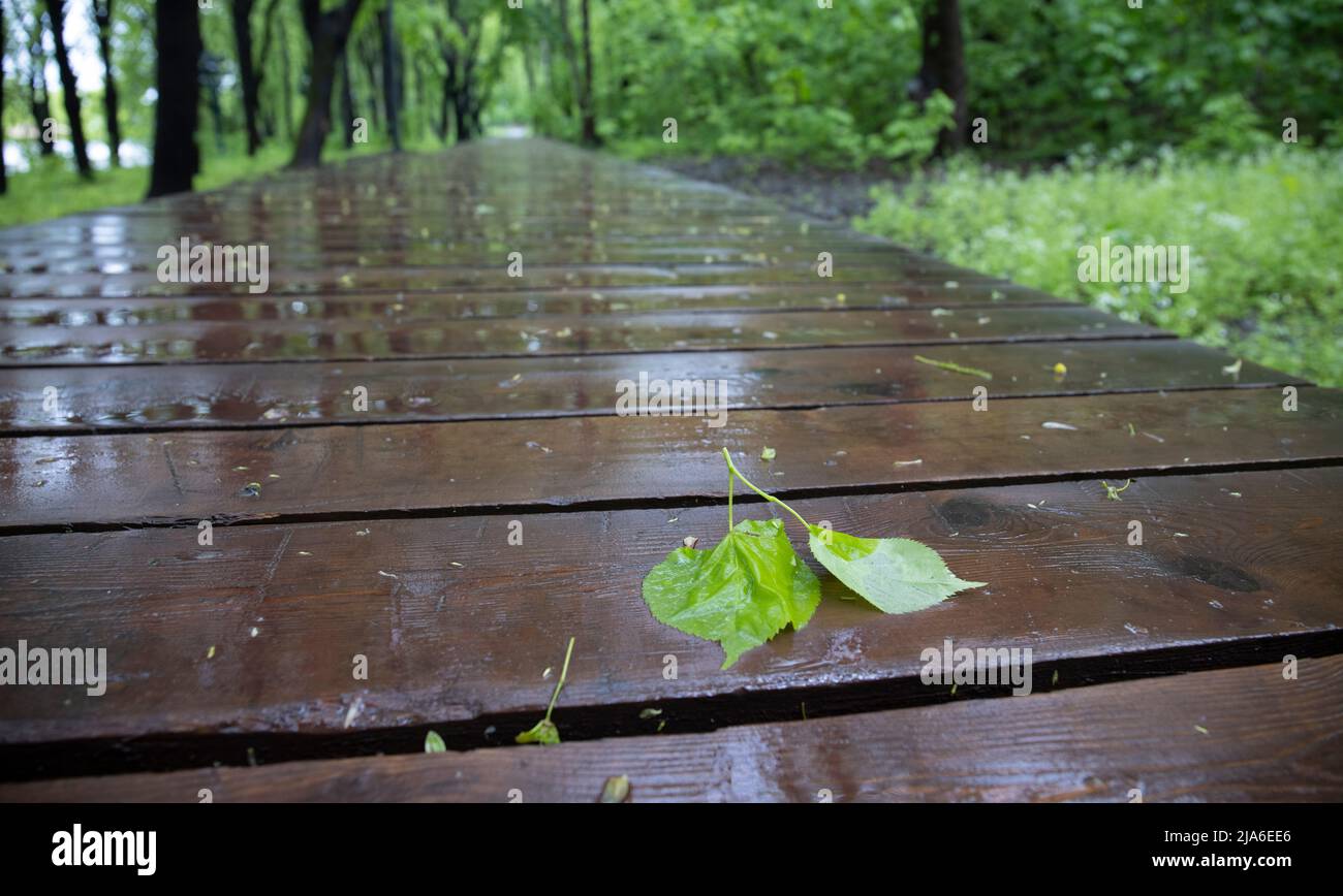 Wet wooden path in the forest after rain in spring Stock Photo - Alamy