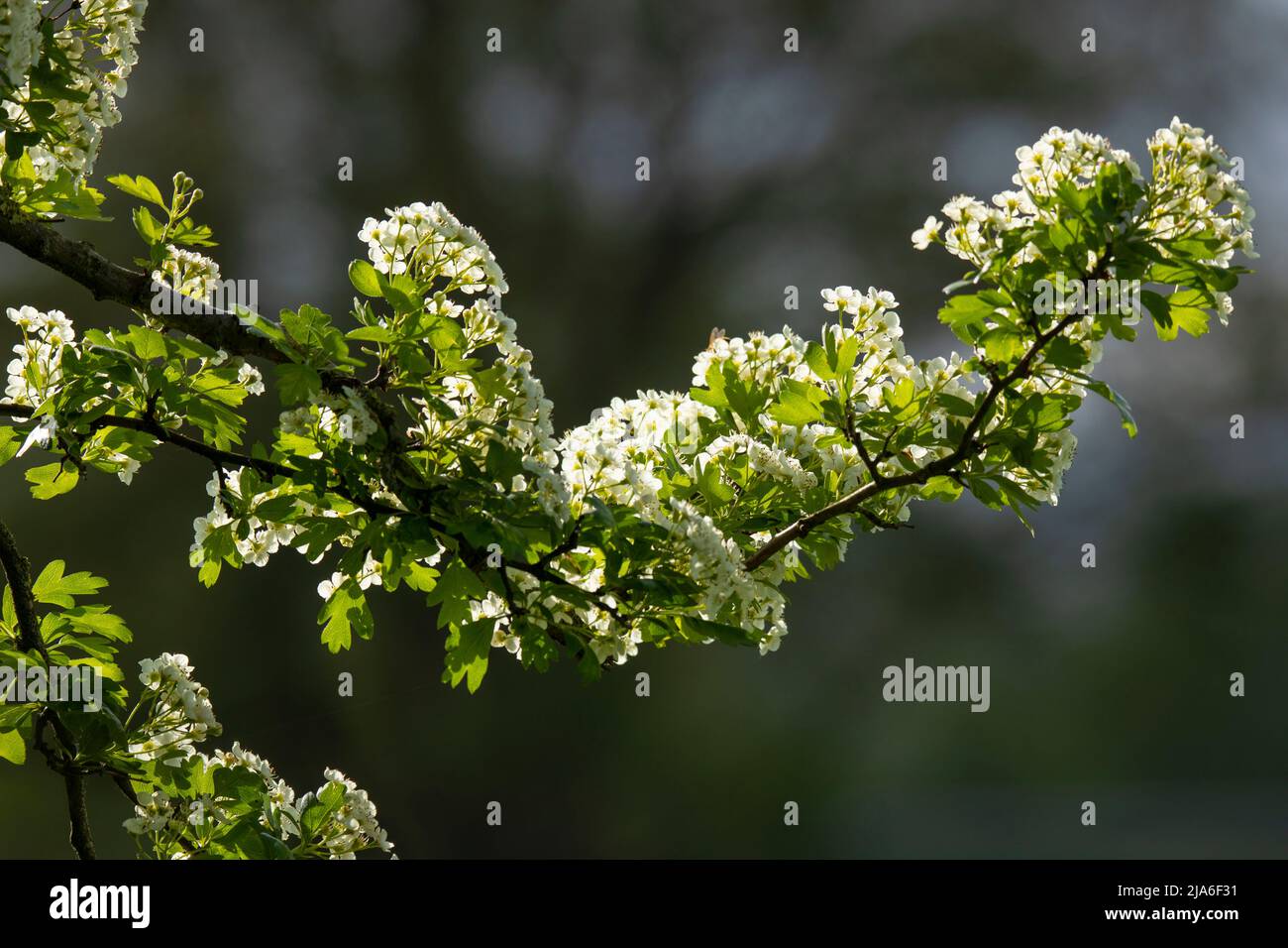 Flowering hawthorn branch on the blurred background in spring Stock ...