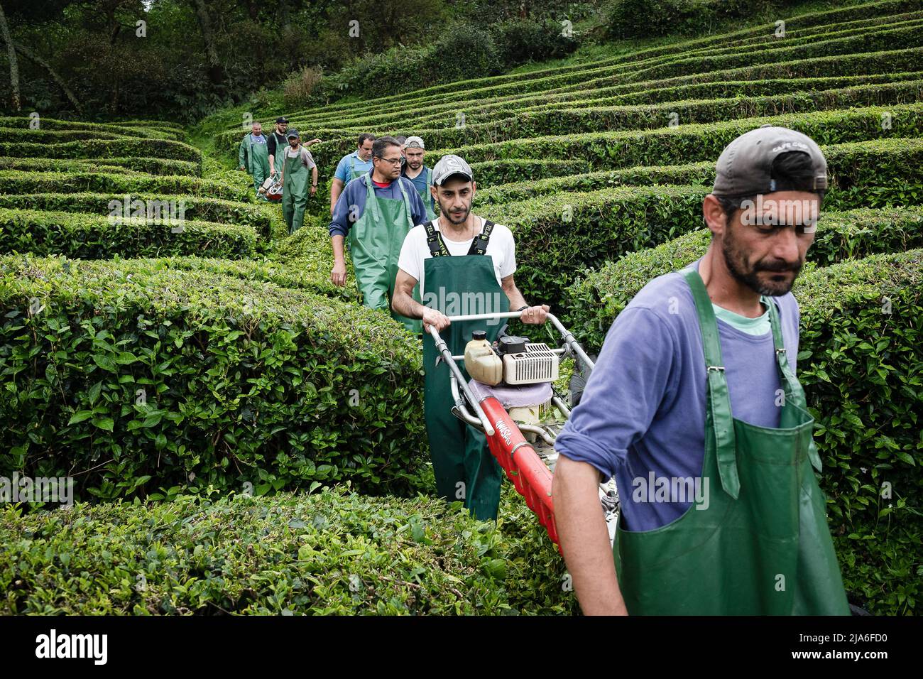 Workers carry a harvesting machine through the tea fields at the ...