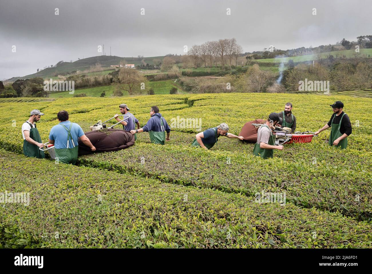Workers harvest tea leaves at the Gorreana's plantation in São Miguel ...