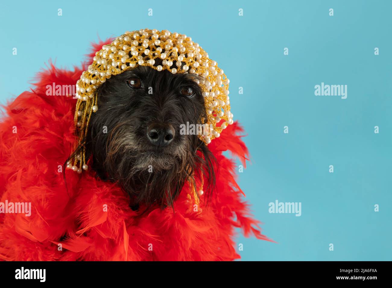 Funny Schnauzer dog in a red boa and beaded cap dressed for carnival ...