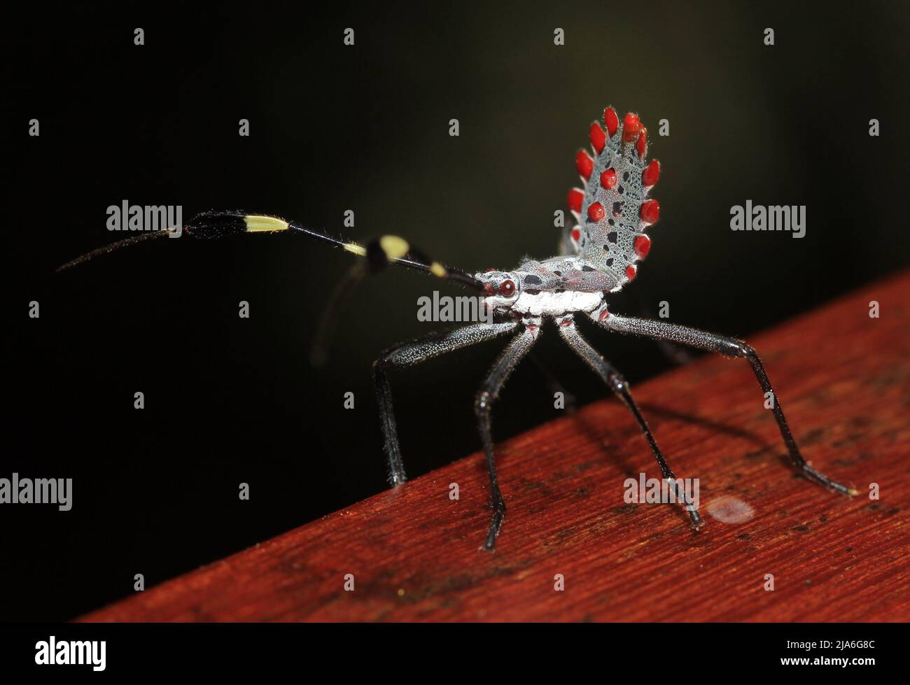 Amazon rainforest peru hi-res stock photography and images - Alamy