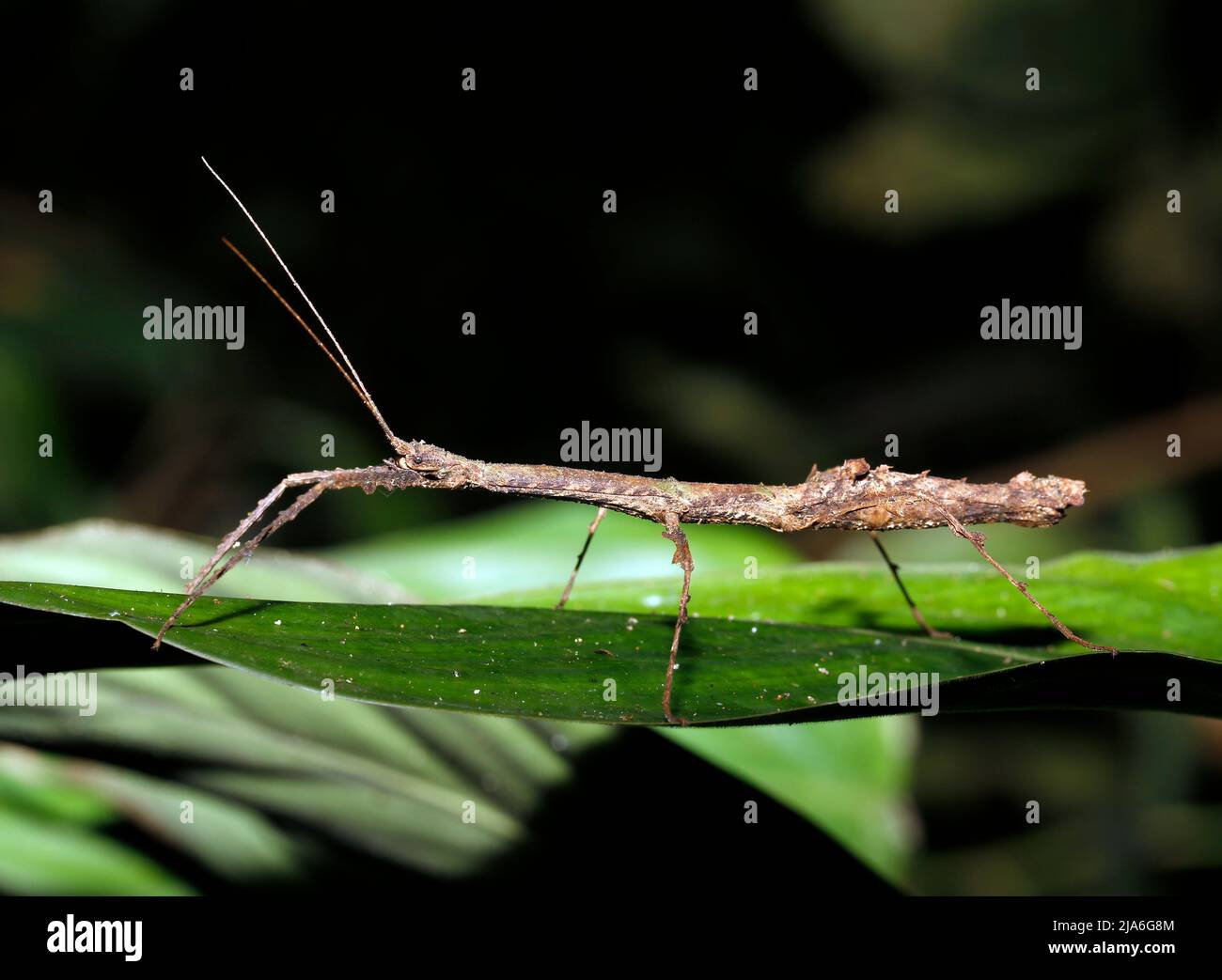 Stick Insect on Leaf. Tambopata, Amazon Rainforest, Peru Stock Photo ...