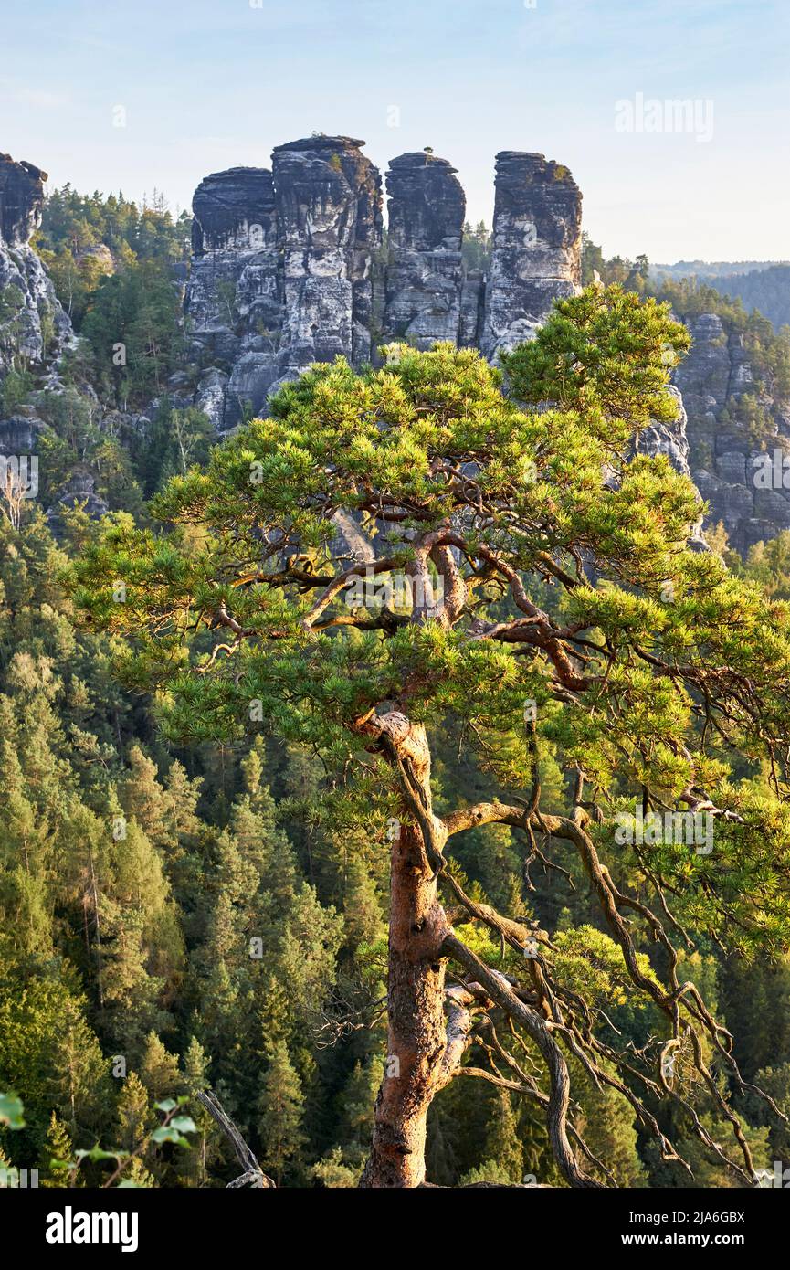 Walking in Bastei rocks, Germany Stock Photo - Alamy