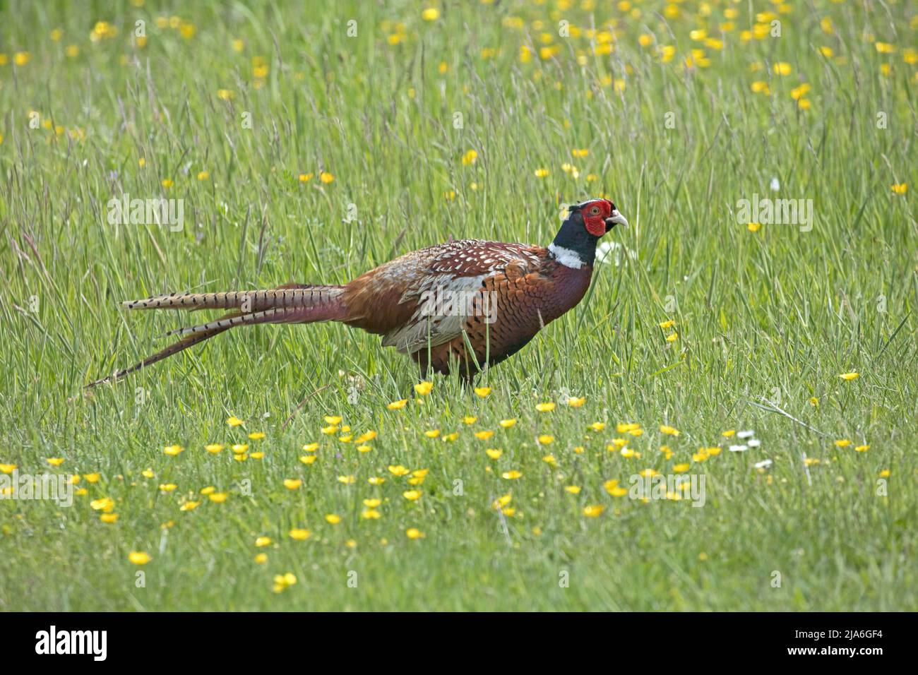 One Cock (male) pheasant walking through buttercup meadow Cotswolds UK Stock Photo - Alamy