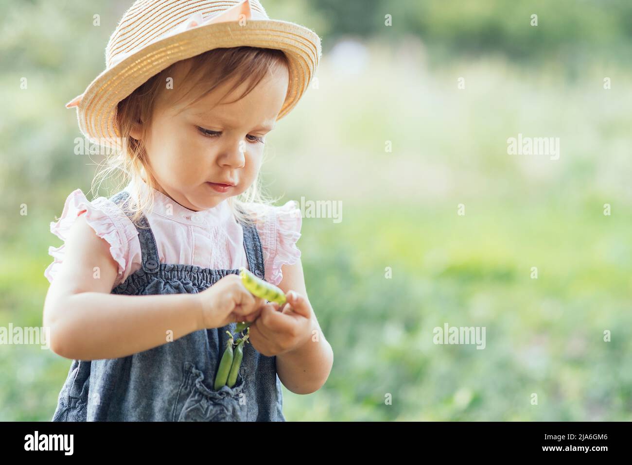 Portrait of child girl eating pea pod outdoors. Girl harvesting peas in ...