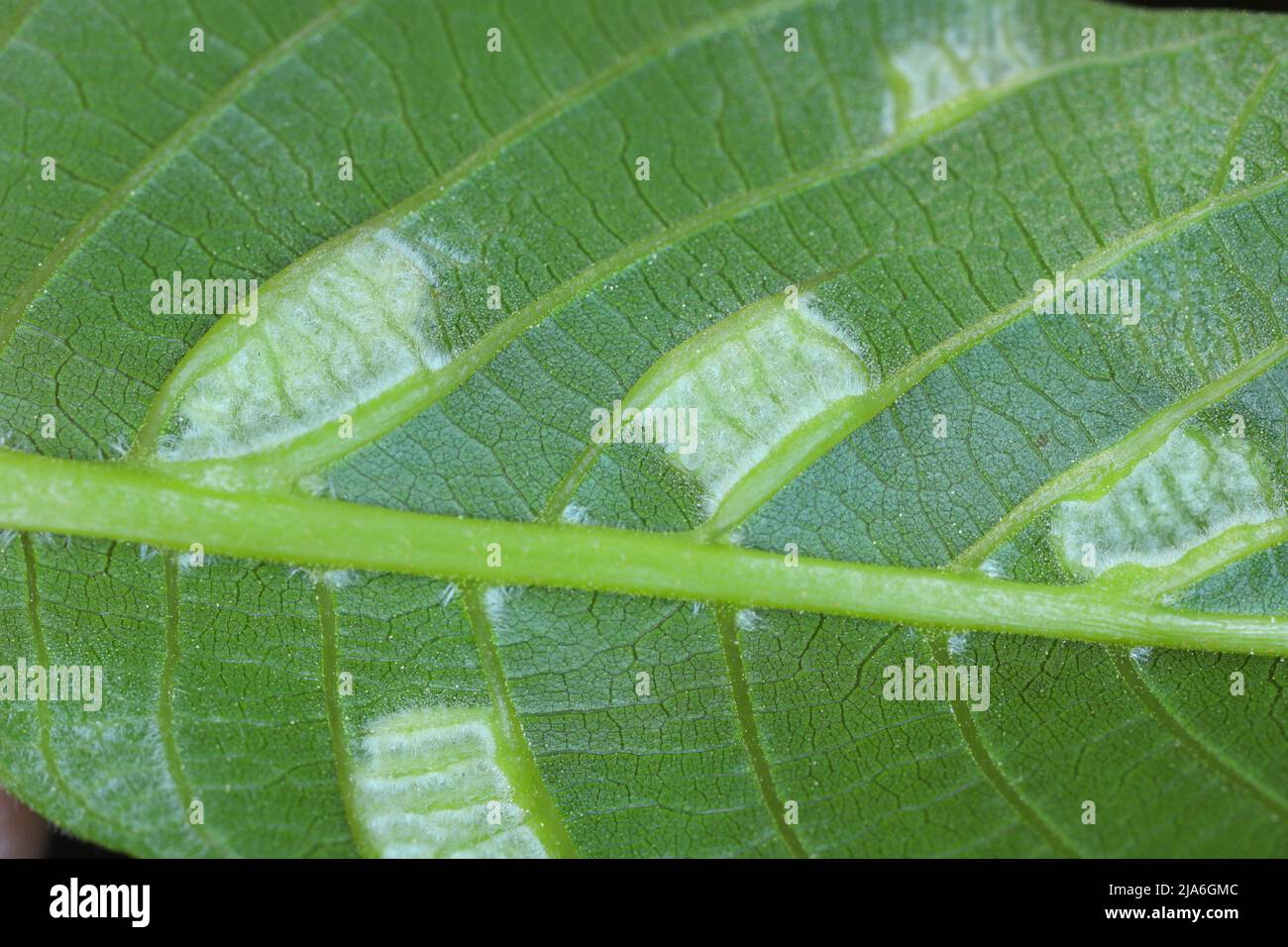 Blister mites hi-res stock photography and images - Alamy