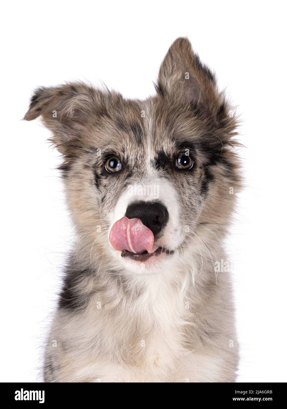 Head shot of adorable blue merle Border Collie dog puppy, sitting up facing front. Looking ...