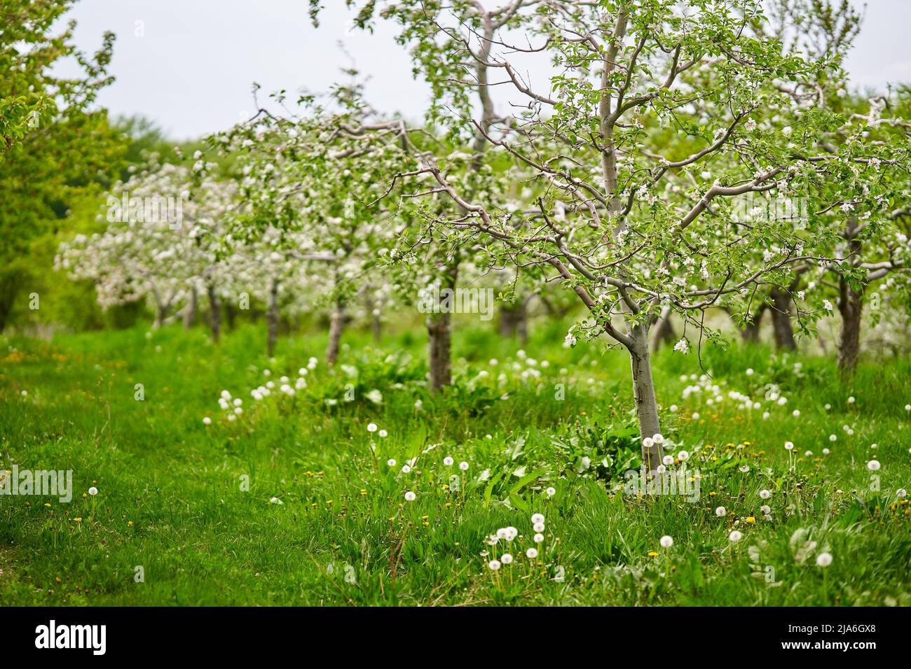 Apple orchard at the beginning of summer, at the end of the blooming ...