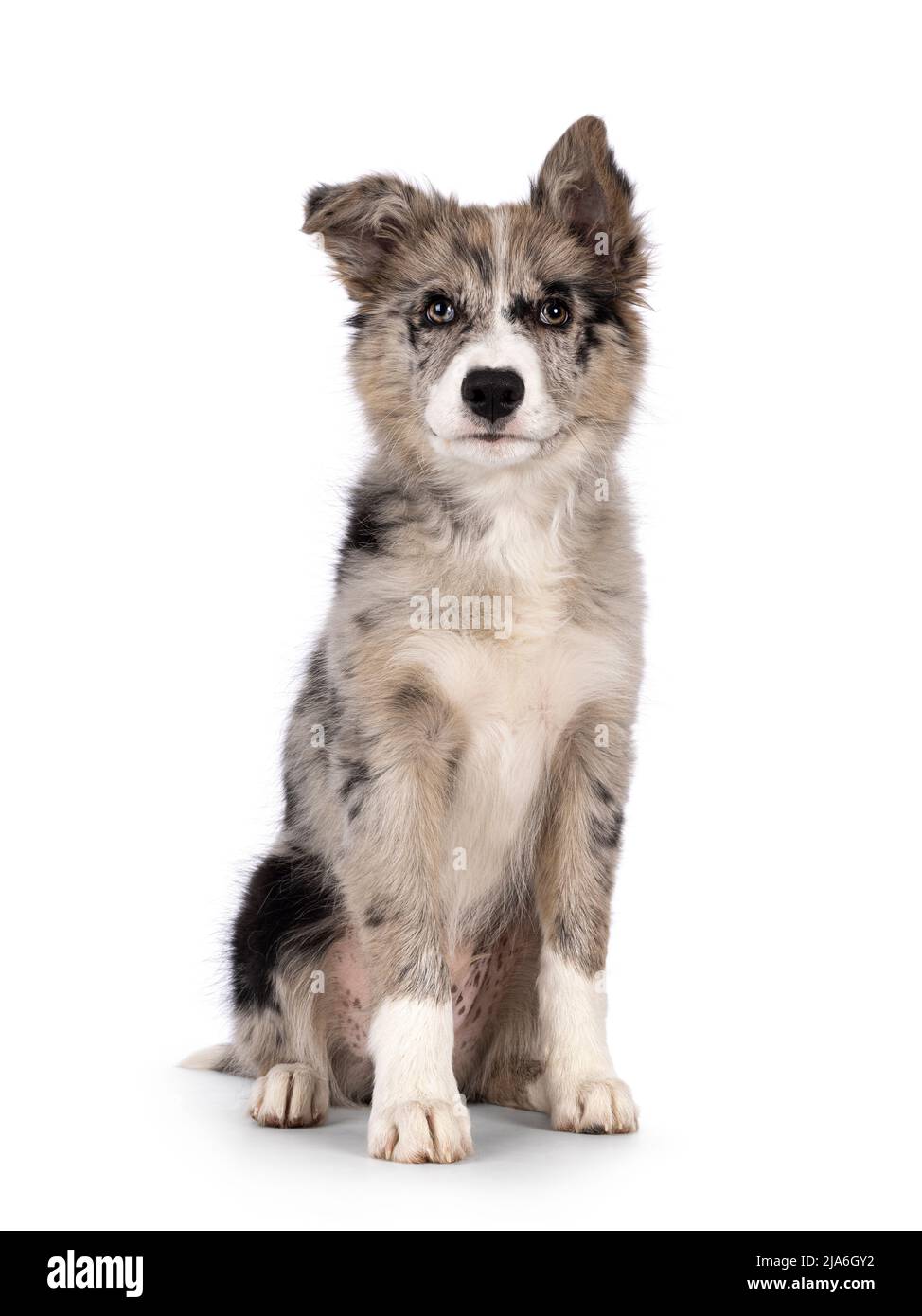 Adorable blue merle Border Collie dog puppy, sitting up facing front. Looking towards camera ...