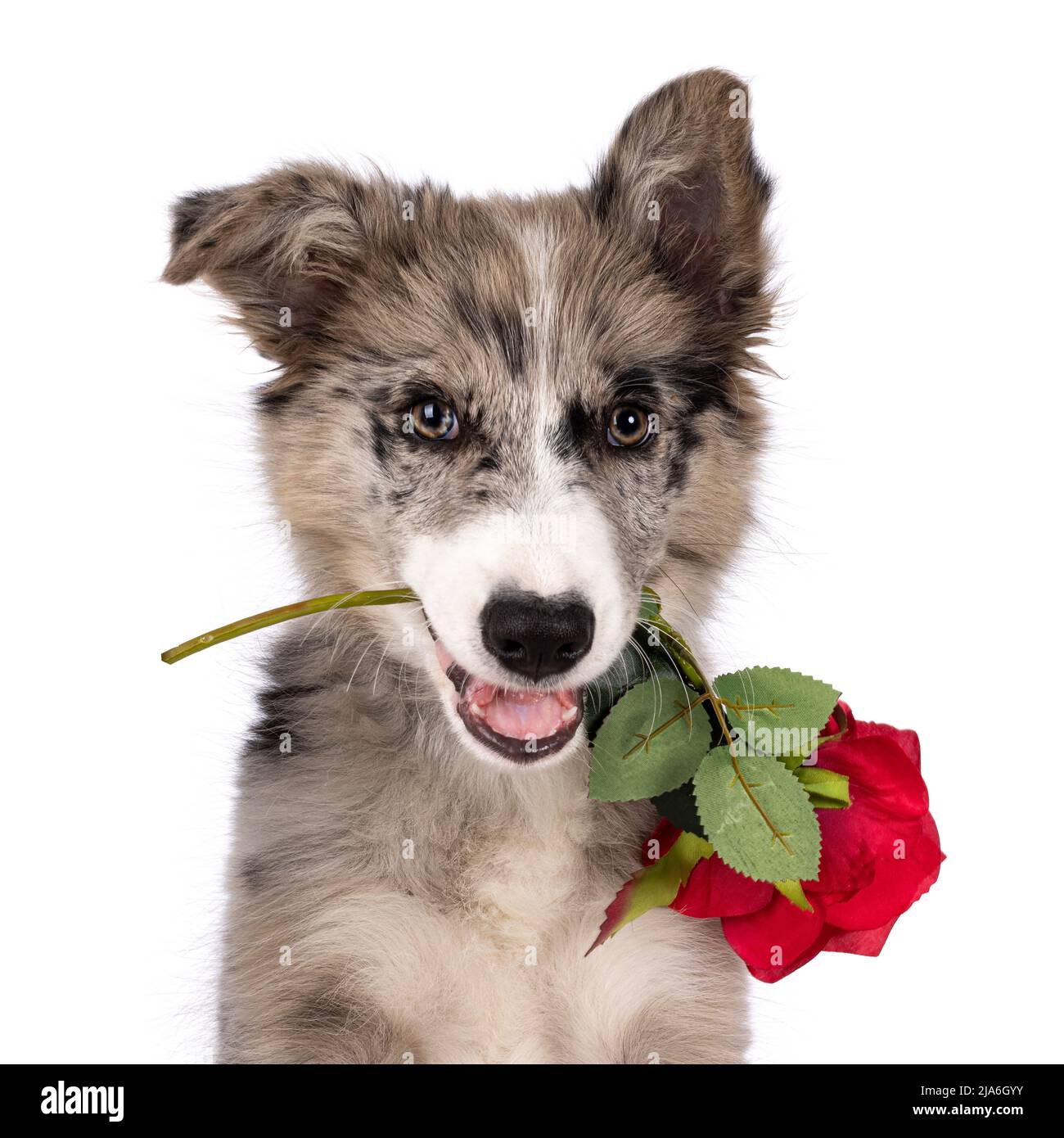 Head shot of adorable blue merle Border Collie dog puppy, sitting up facing front holding rose ...
