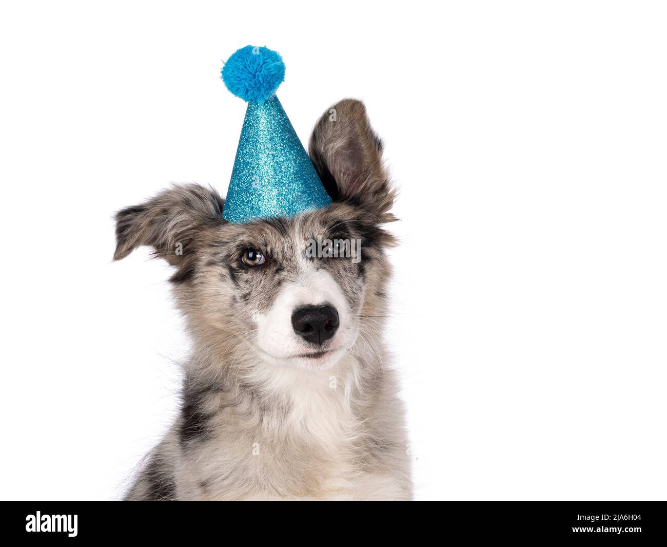 Head shot of adorable blue merle Border Collie dog puppy, sitting up facing front wearing blue ...