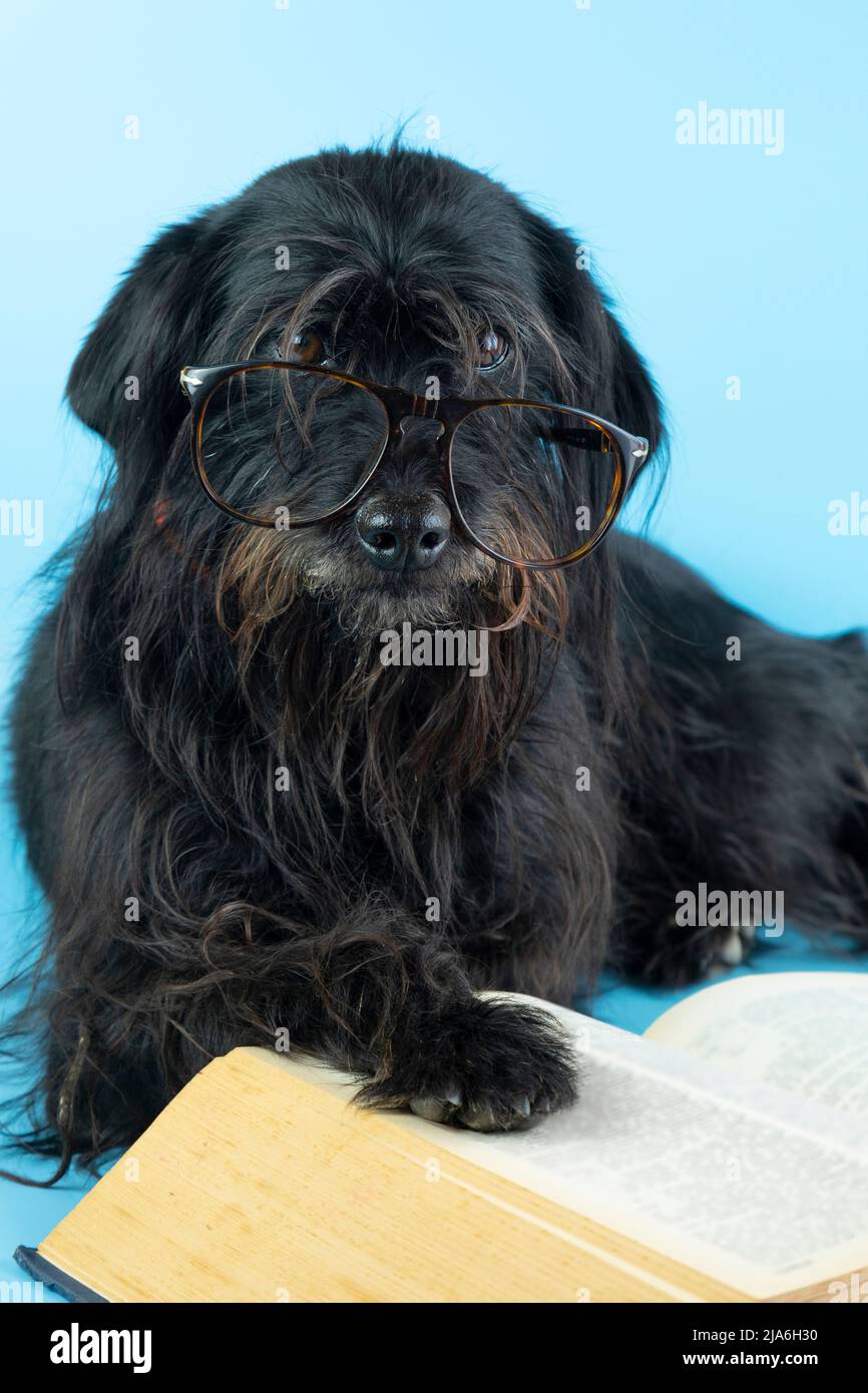 funny schnauzer with glasses reads a big thick book Stock Photo - Alamy