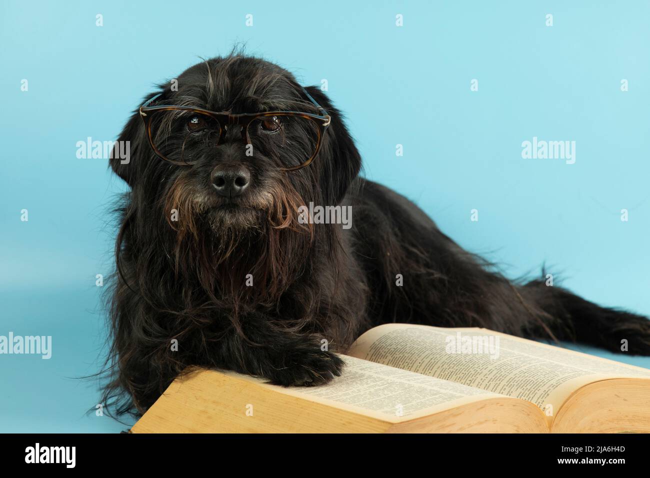 funny schnauzer with glasses reads a big thick book Stock Photo - Alamy