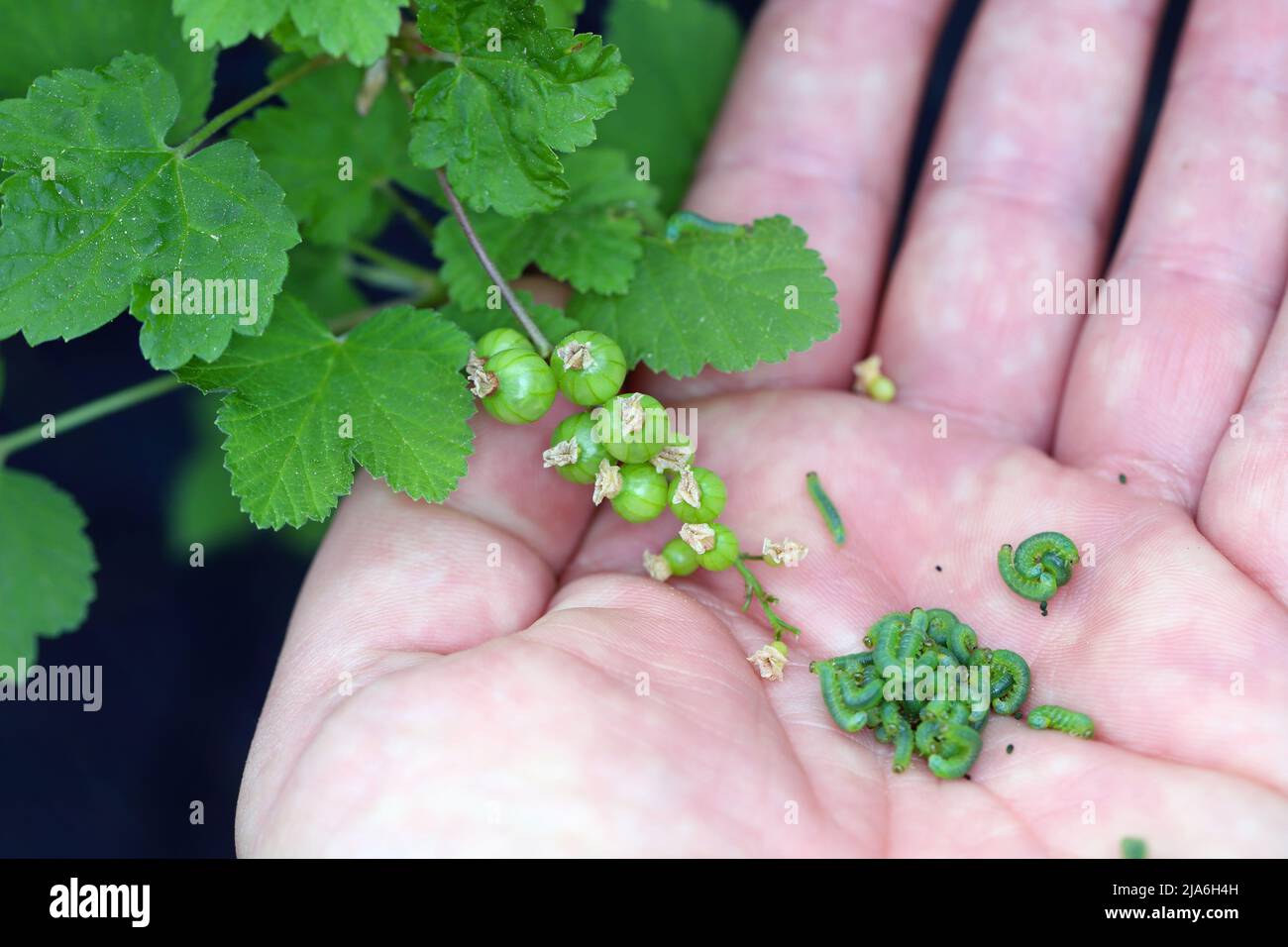 mall gooseberry sawfly Pristiphora rufipes - larvae. The currant sawfly ...