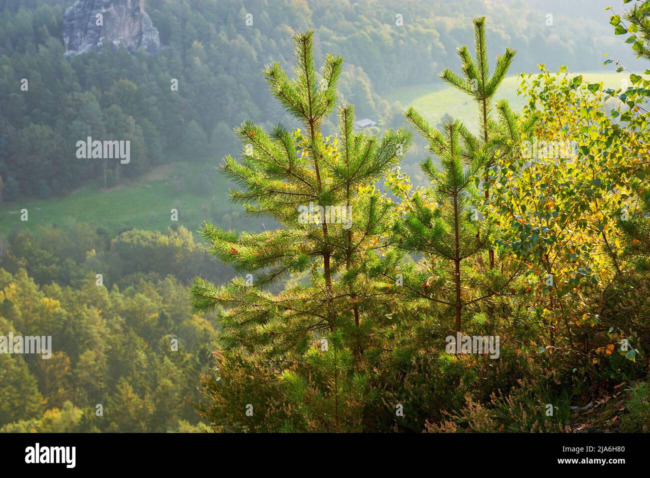 Backlit young fir trees Stock Photo - Alamy