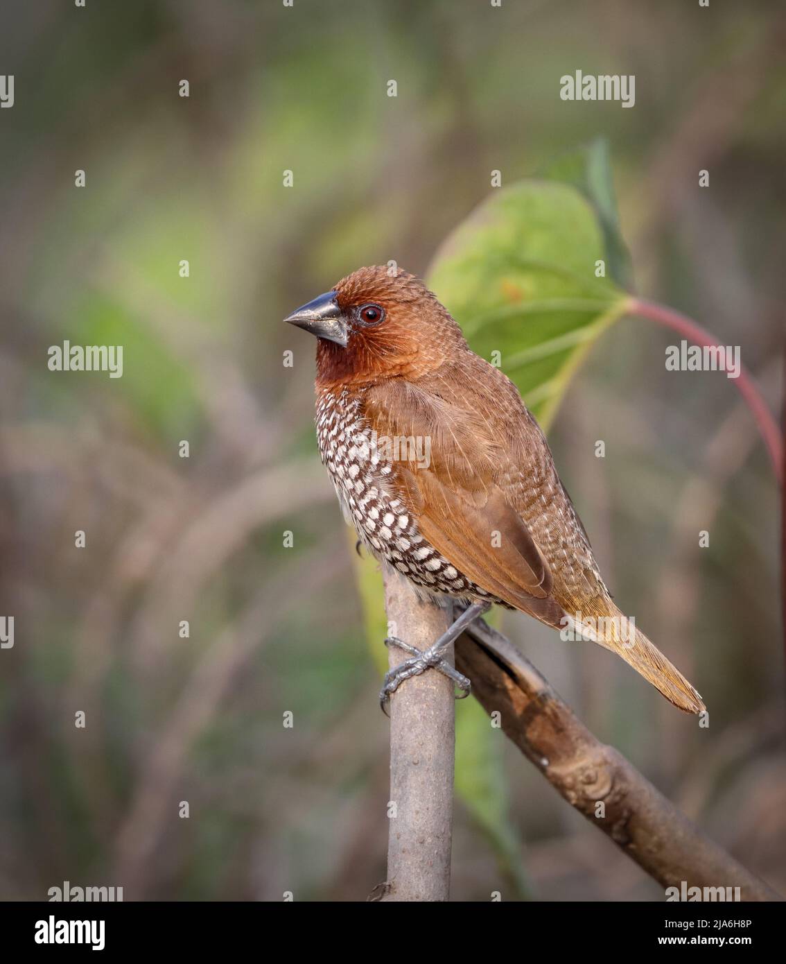 Scaly-breasted munia or spotted munia, known in the pet trade as nutmeg ...