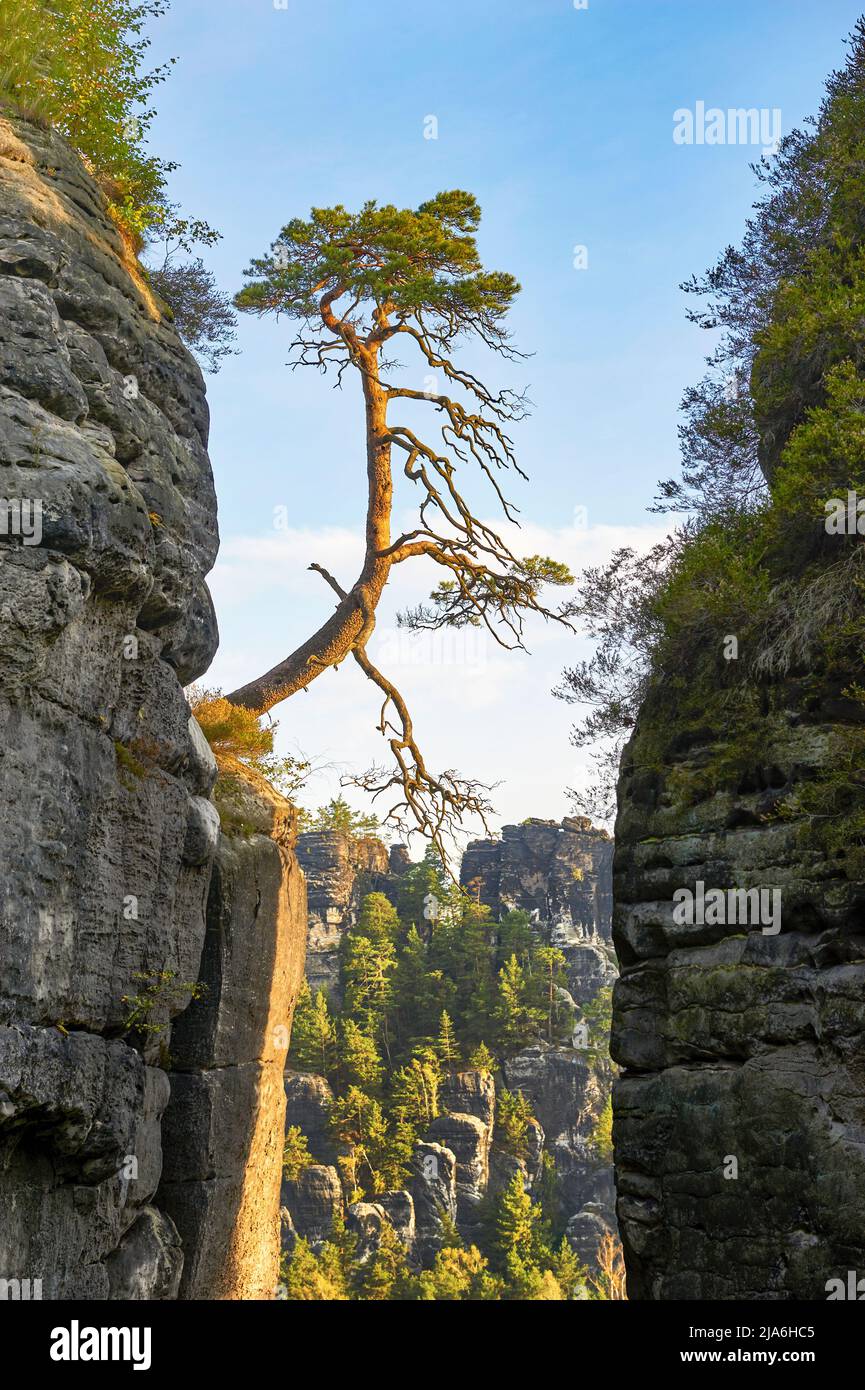 Walking in Bastei rocks, Germany Stock Photo - Alamy