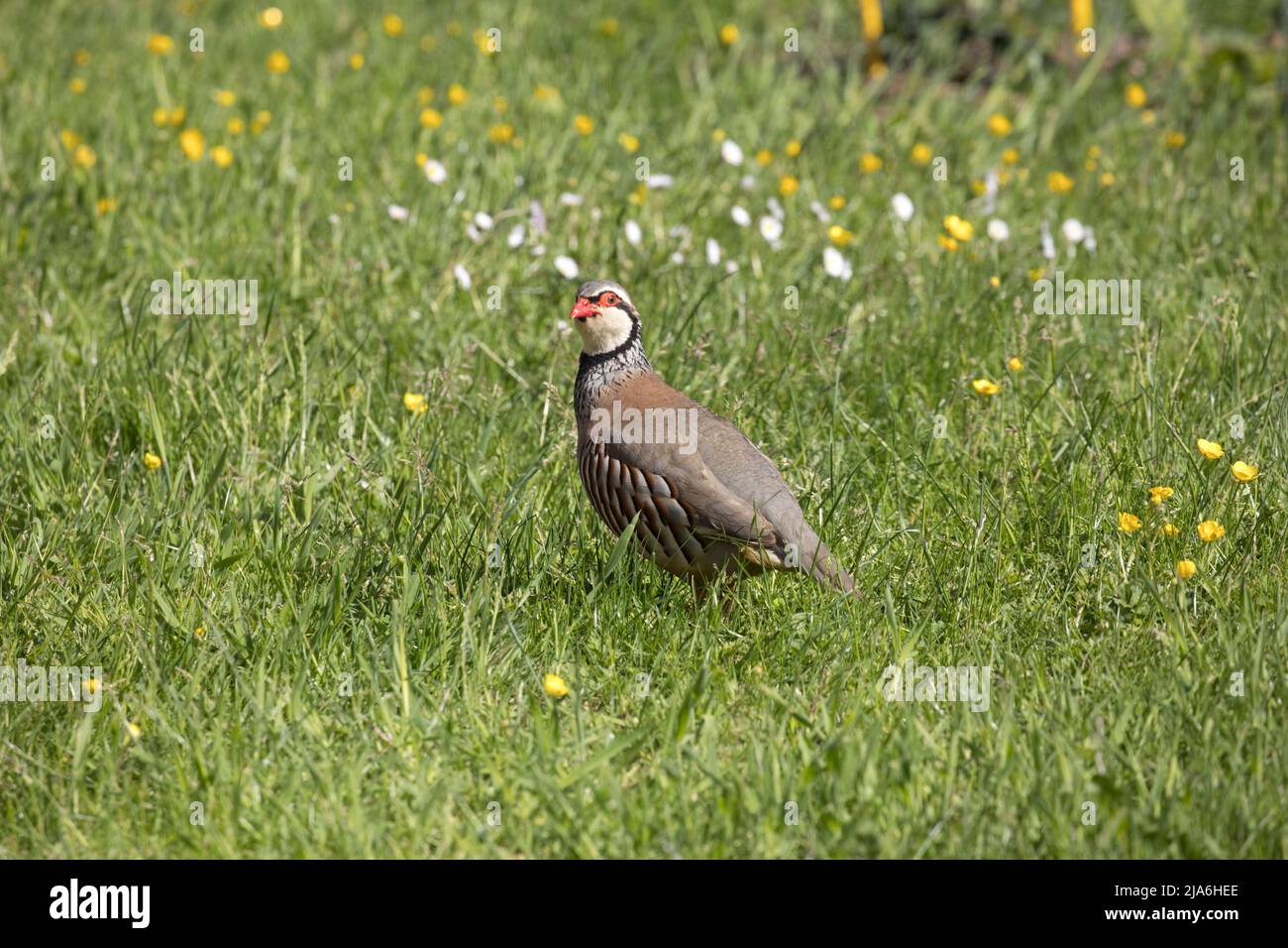 Alectoris sp hi-res stock photography and images - Alamy