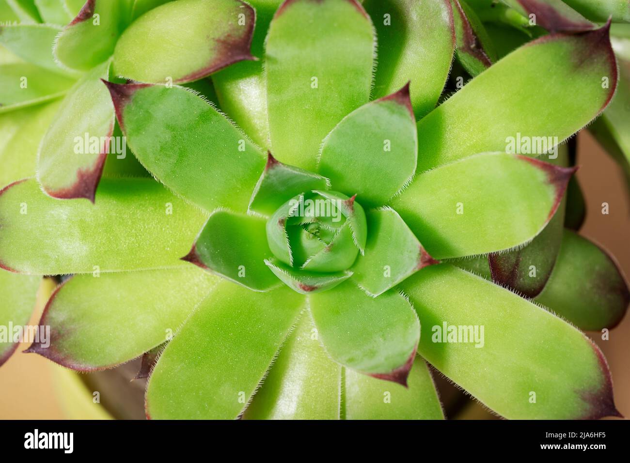 Succulent plant Common houseleek Sempervivum tectorum. Top view, close ...