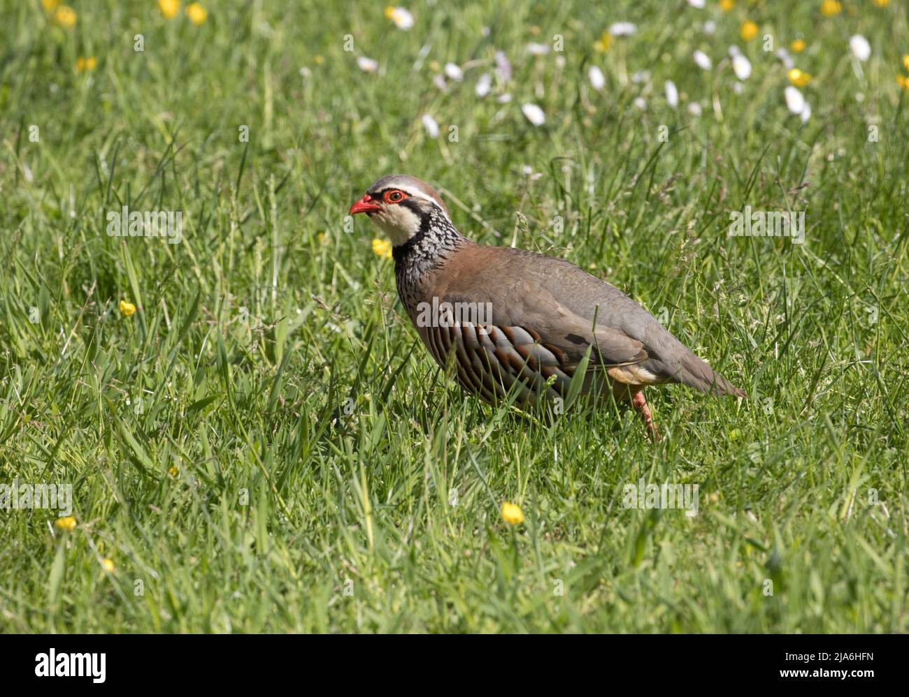 Single Red-legged or Rock partridge Alectoris sp Cotswolds UK Stock ...
