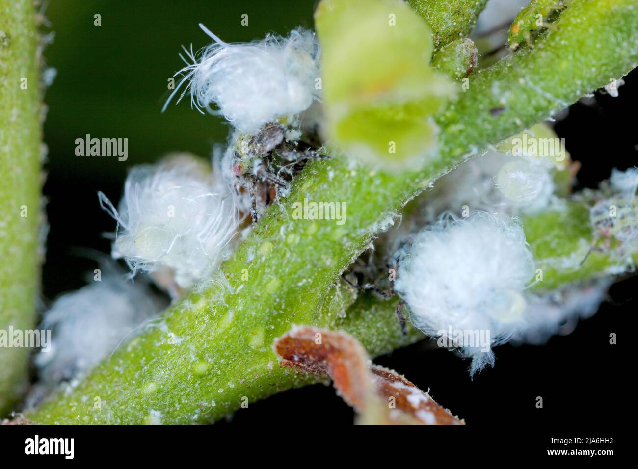Alder psyllid Psylla alni nymph with waxy secretion on an alder stem ...
