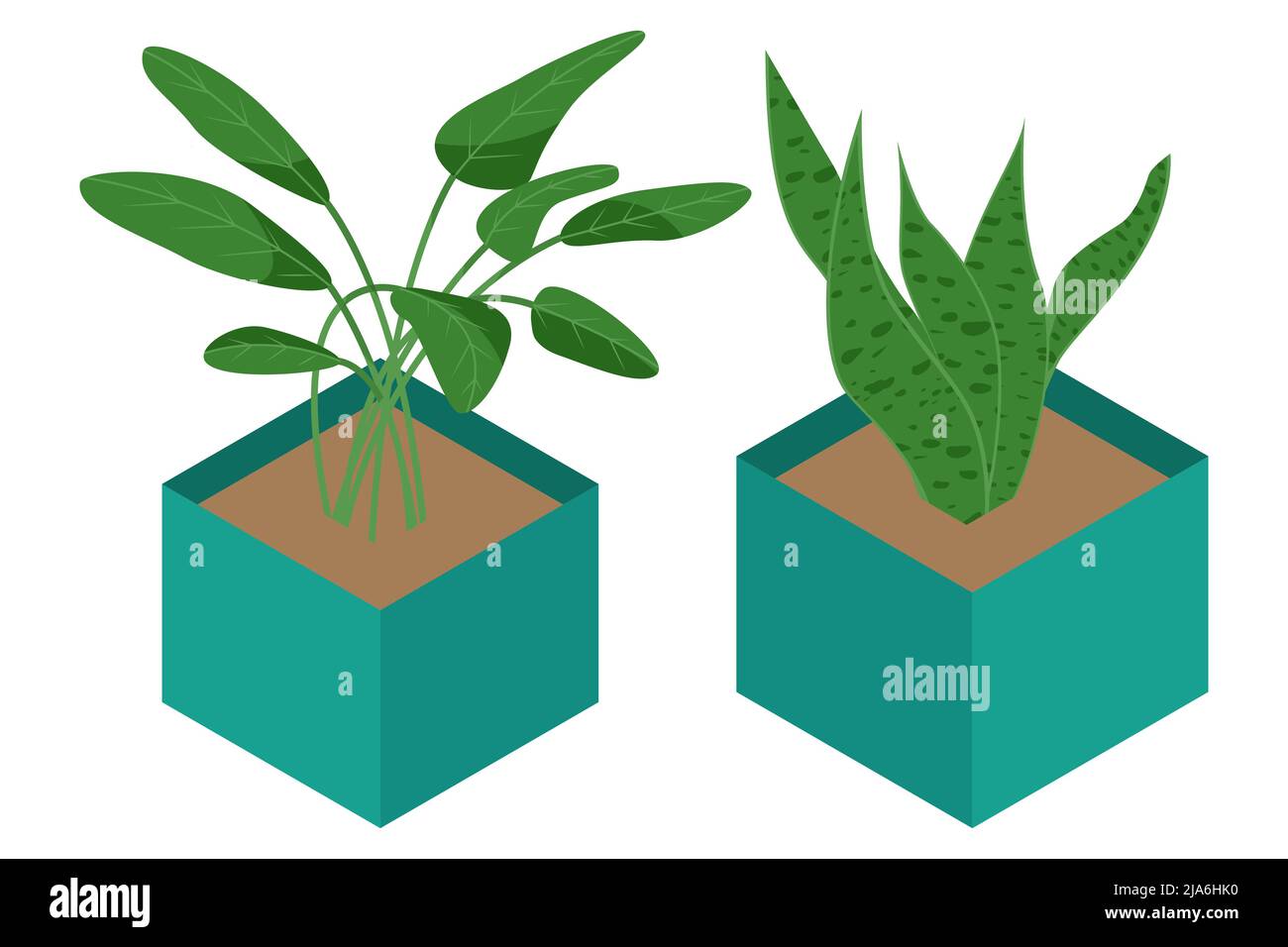 Isometric flower in pot isolated on white background. Home plant for ...