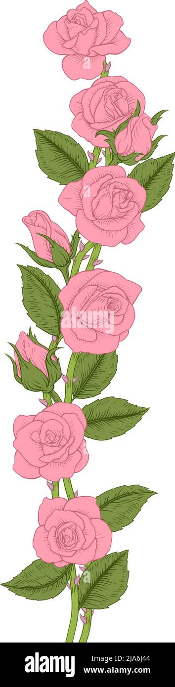 Roses in border Cut Out Stock Images & Pictures - Alamy