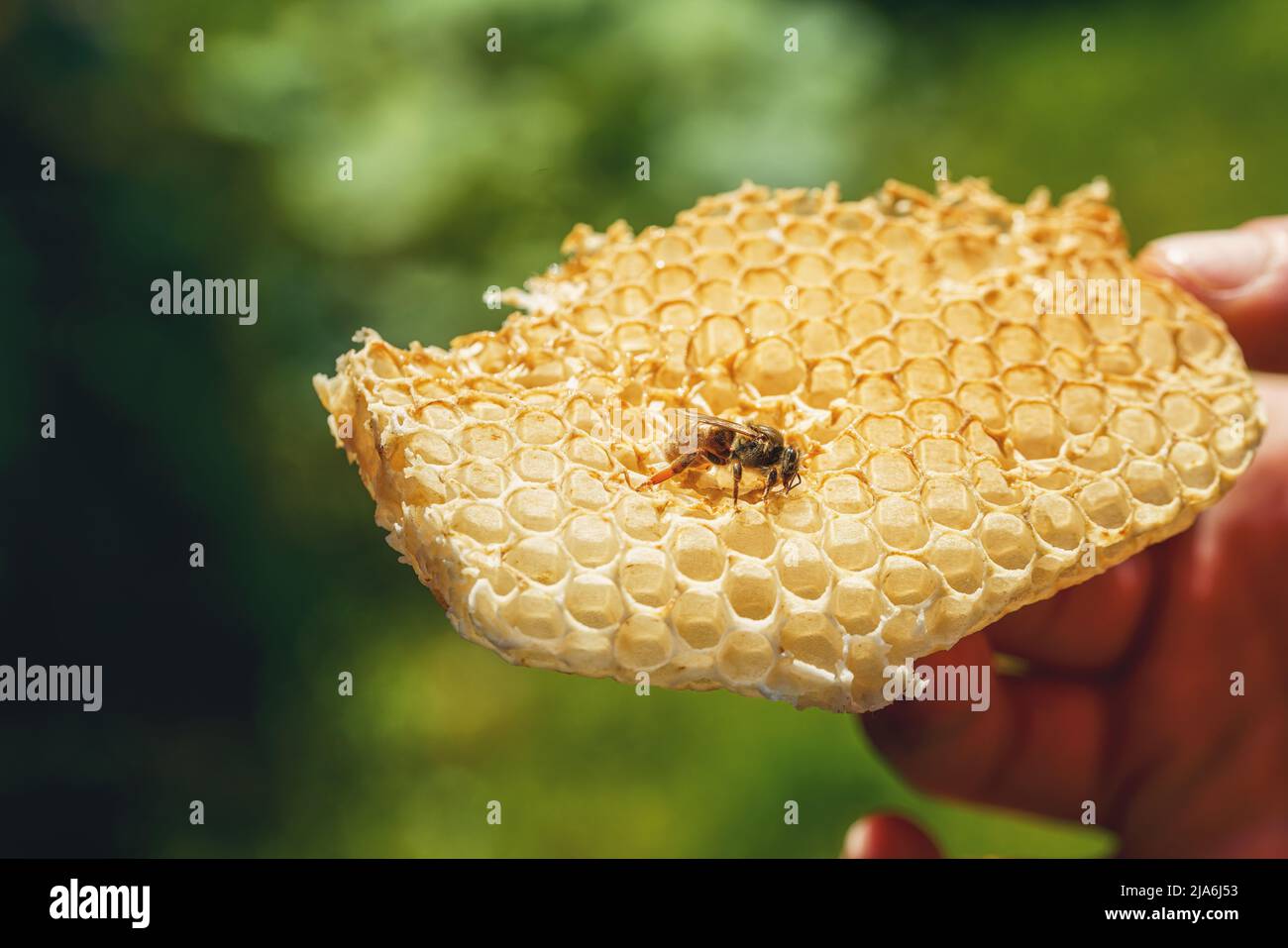 Bee honeycombs with honey and bees. Apiculture Stock Photo - Alamy