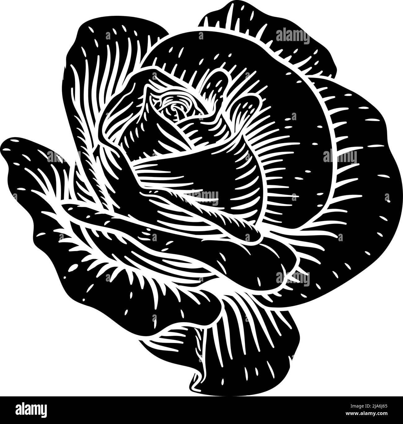 Rose illustration vintage Cut Out Stock Images & Pictures - Alamy