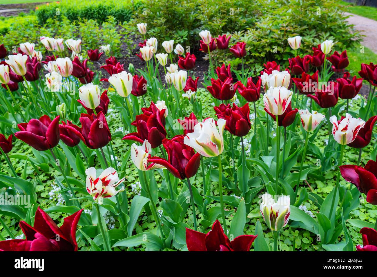 Tulips in the queens garden of Graasten castle, Denmark Stock Photo - Alamy