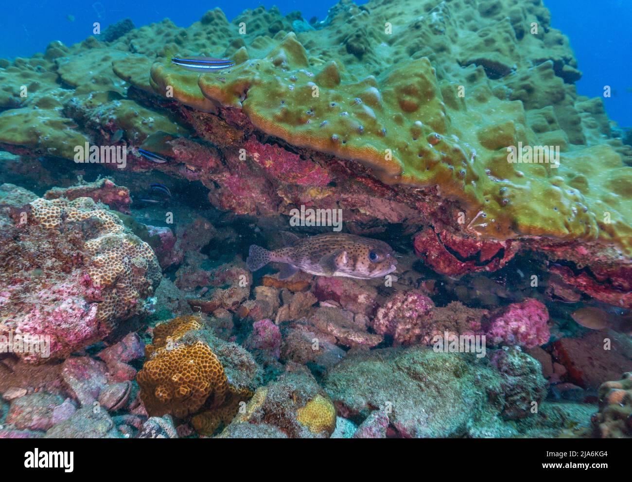Image of a Pufferfish photographed during scuba diving in Netrani ...