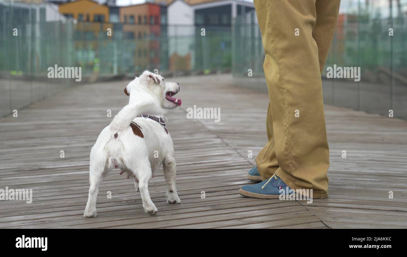 The white dog calls the owner to play Stock Photo - Alamy
